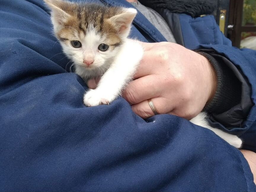 Котята со стройки