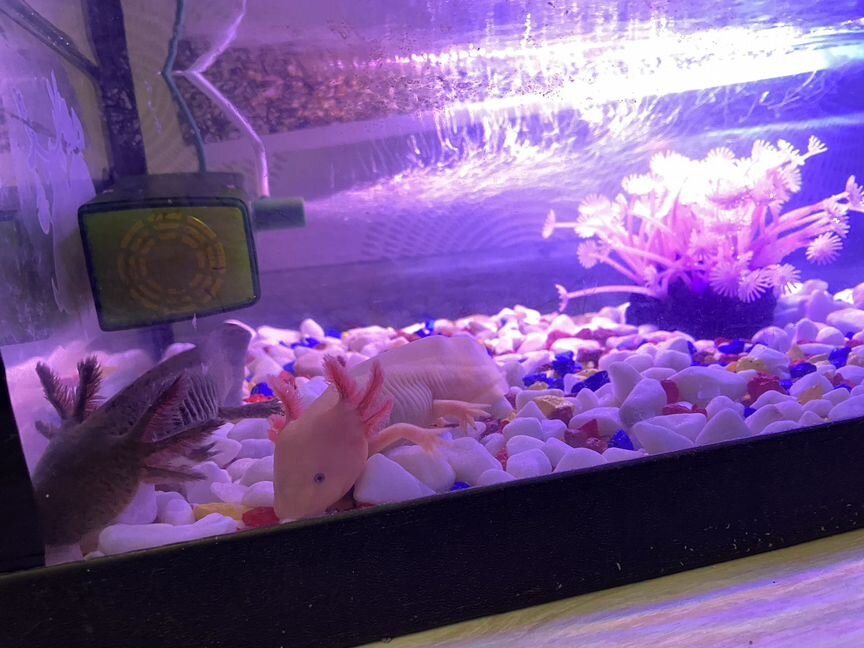 Пара Асколотлей вместе в аквариумом