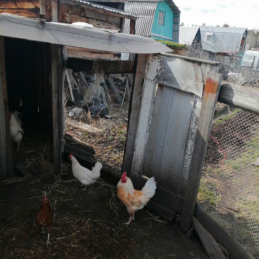 Продам петуха