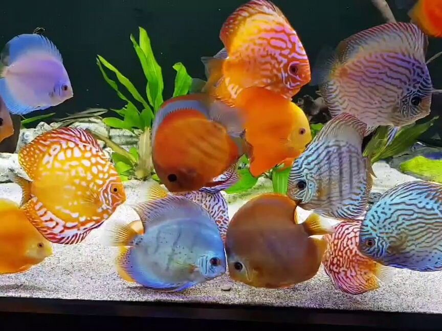 Дискусы московские премиум 12-15 см