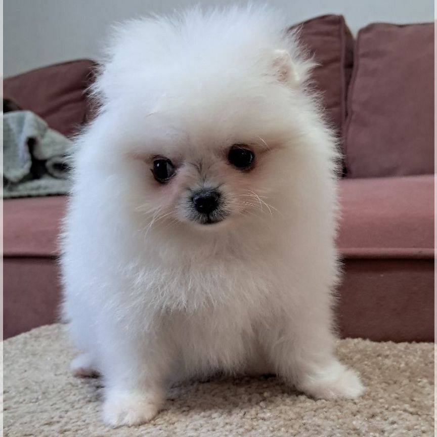 Померанский шпиц, щенок