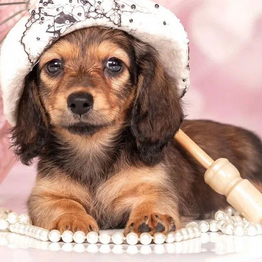 Такса длинношерстная миниатюрная окрас шадед