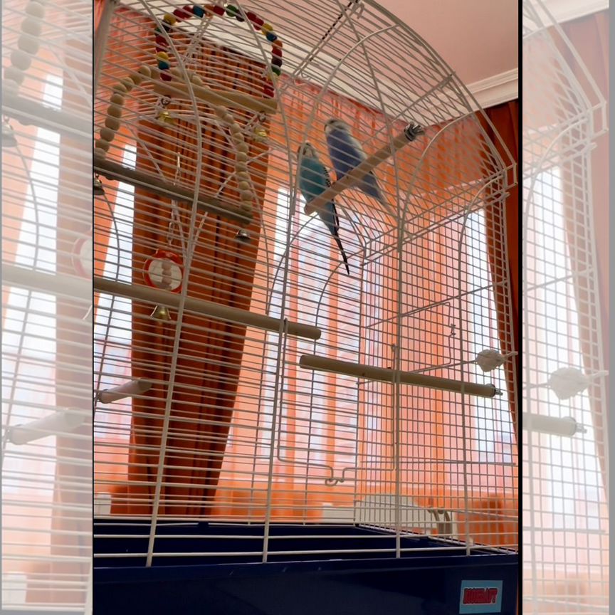 Волнистые попугаи