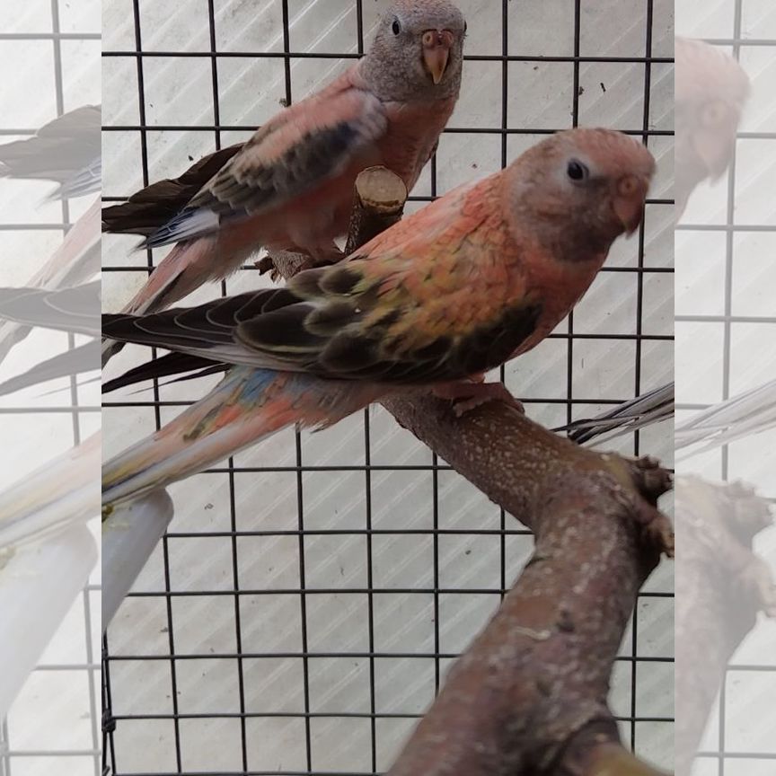 Попугай Боурка Розовогрудая птенцы