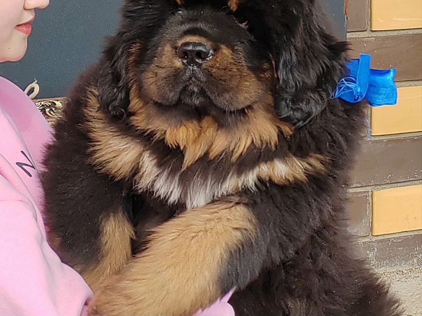 Тибетский мастиф щенки медвежий тип