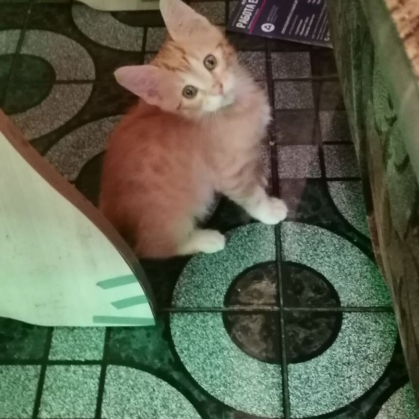 Котик бесплатно в добрые руки