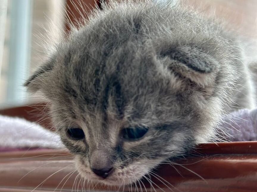 Котёнок