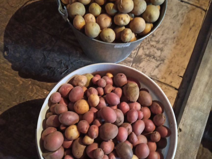 Отдам картофель для животных