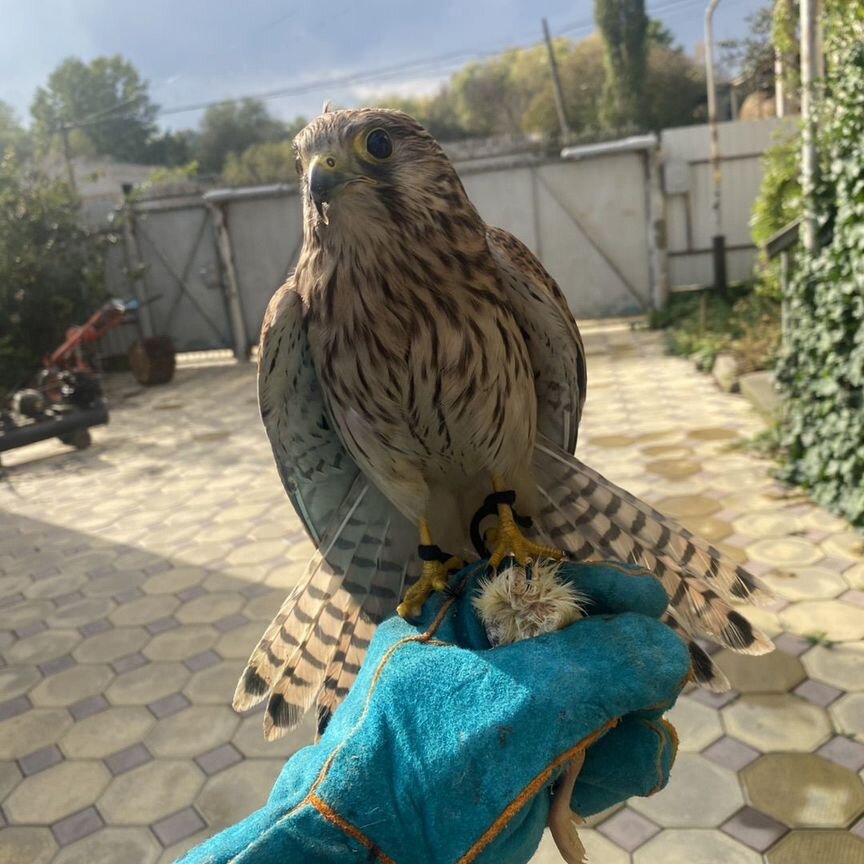 Птицы