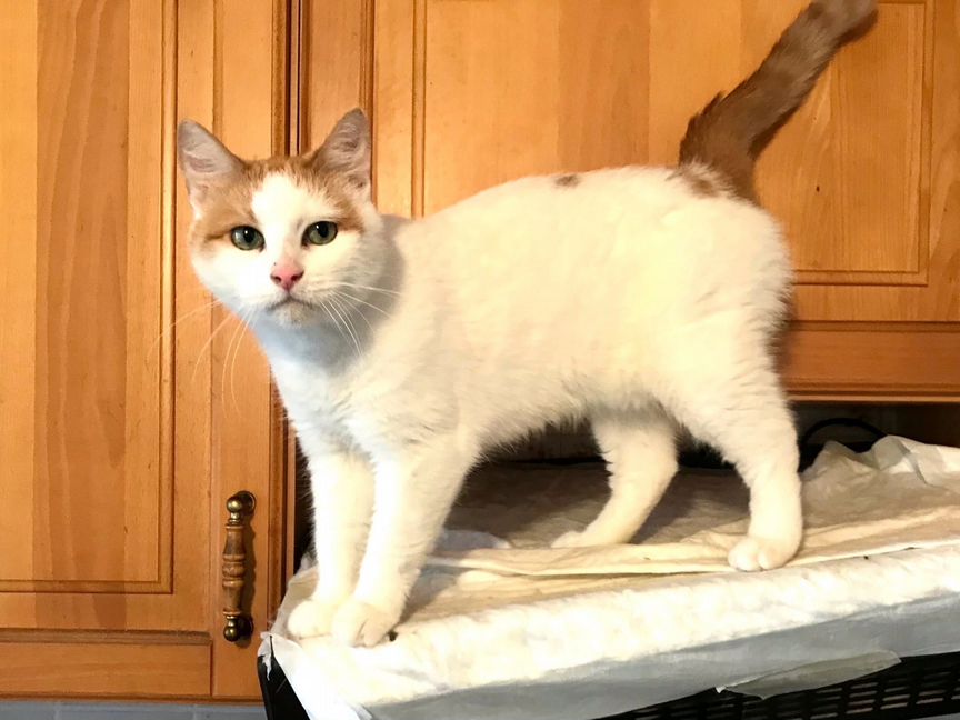 Кошка,рыжий хвостик