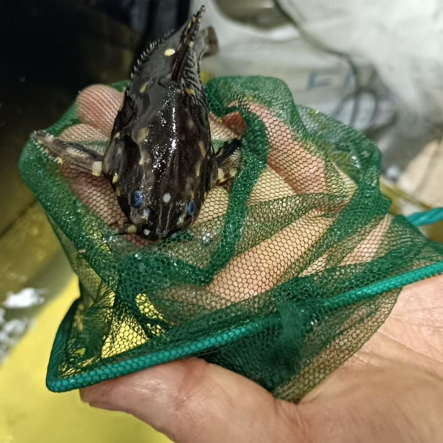 Агамикс звезчатый