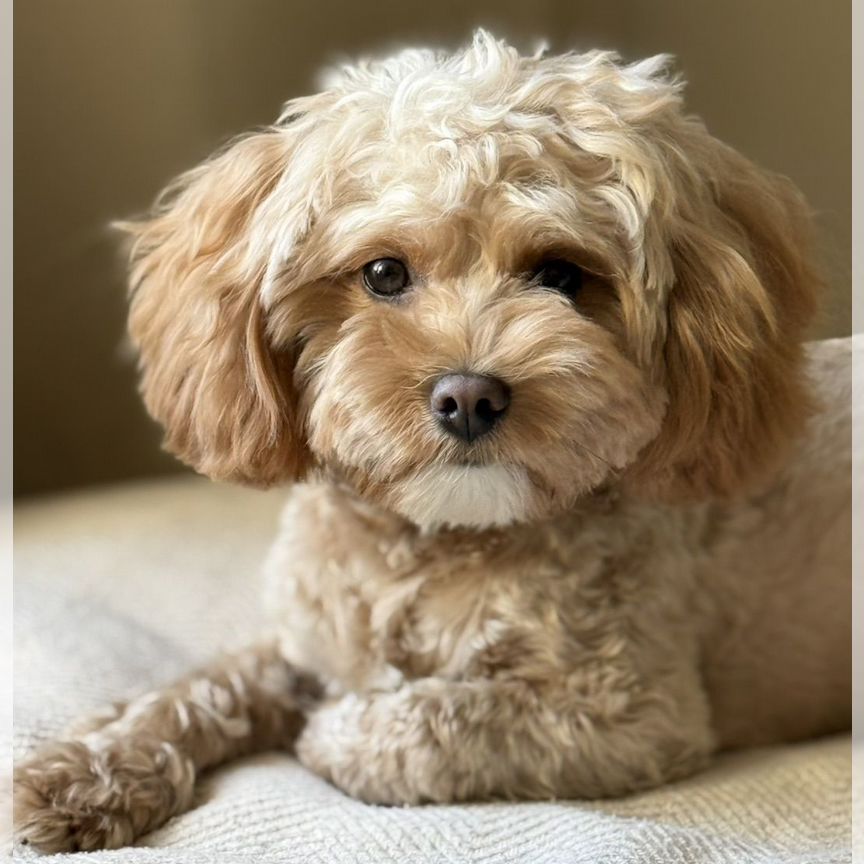 Мальтипу, вязка