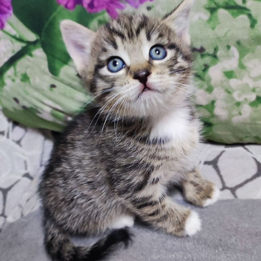 Симпатичные котята