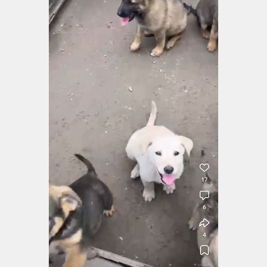 Щенки из усыпалки