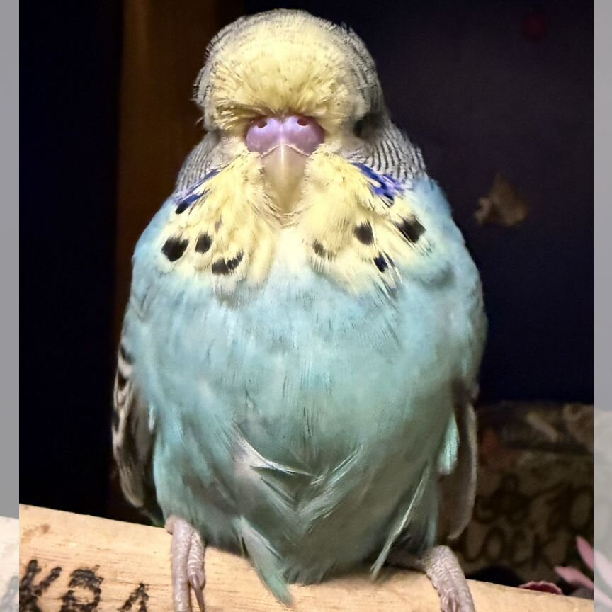 Попугай,ввп-чех,самец