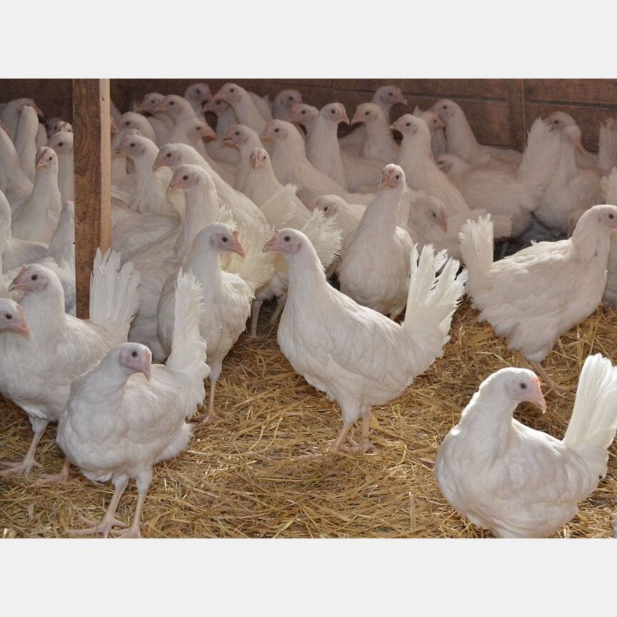 Куры несушки продам