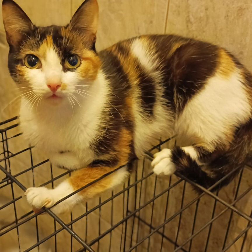 Кошка 1,5 года стеиелизована