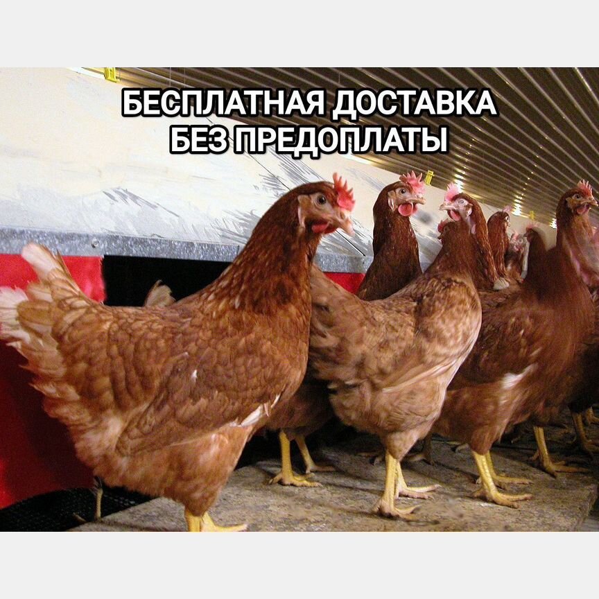 Куры несушки