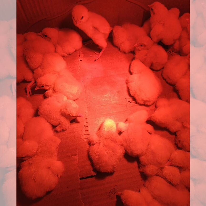 Цыплята бройлеры суточные Смена 9