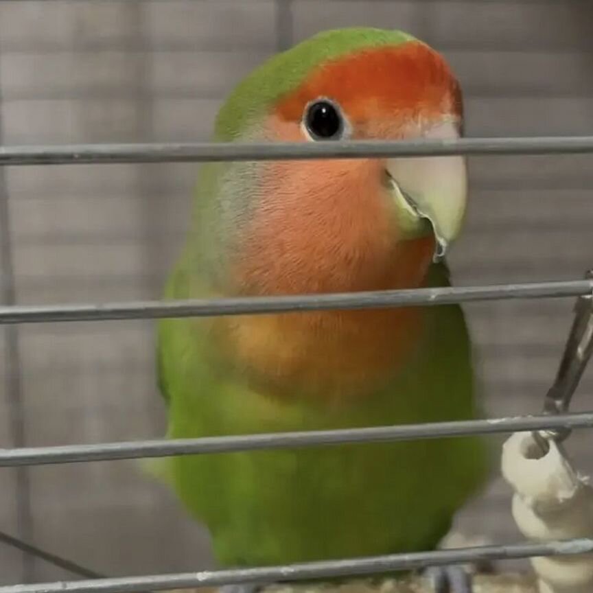 Попугай-неразлучник