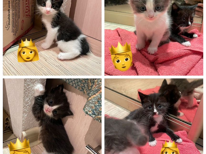 Кошка в дар