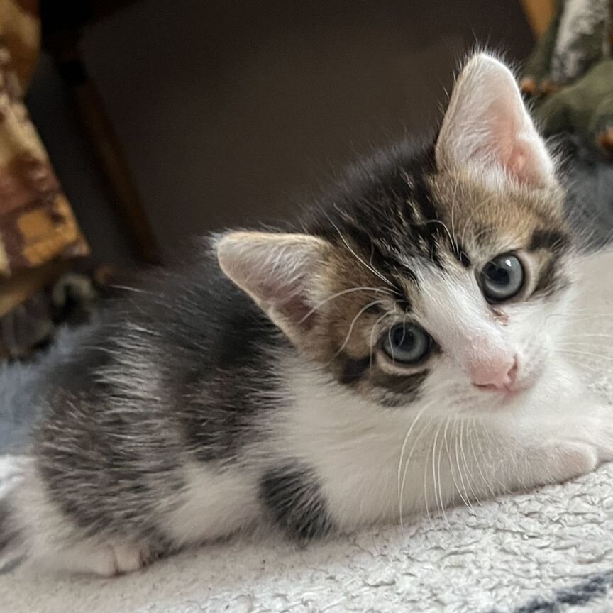 Котёнок в добрые руки