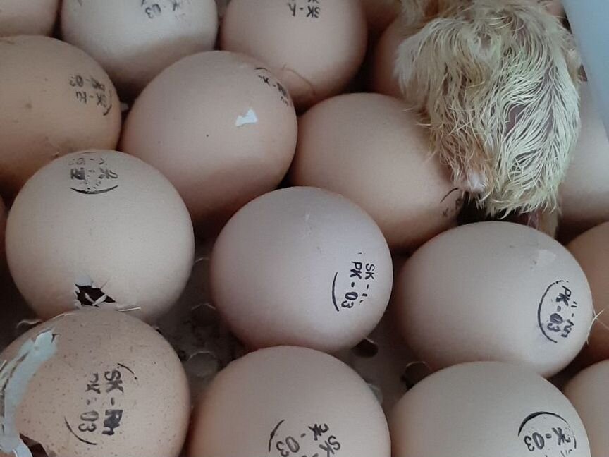 Инкуб.яйцо бройлер,индюк