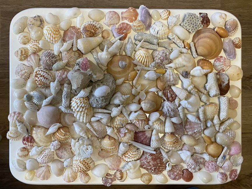 Морские ракушки, кораллы для аквариума, поделок
