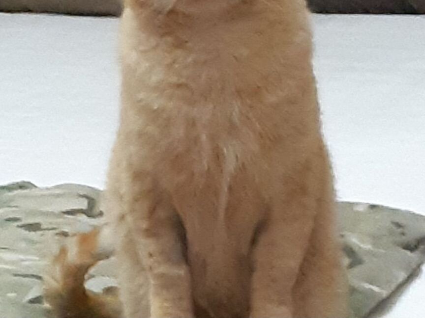Кот