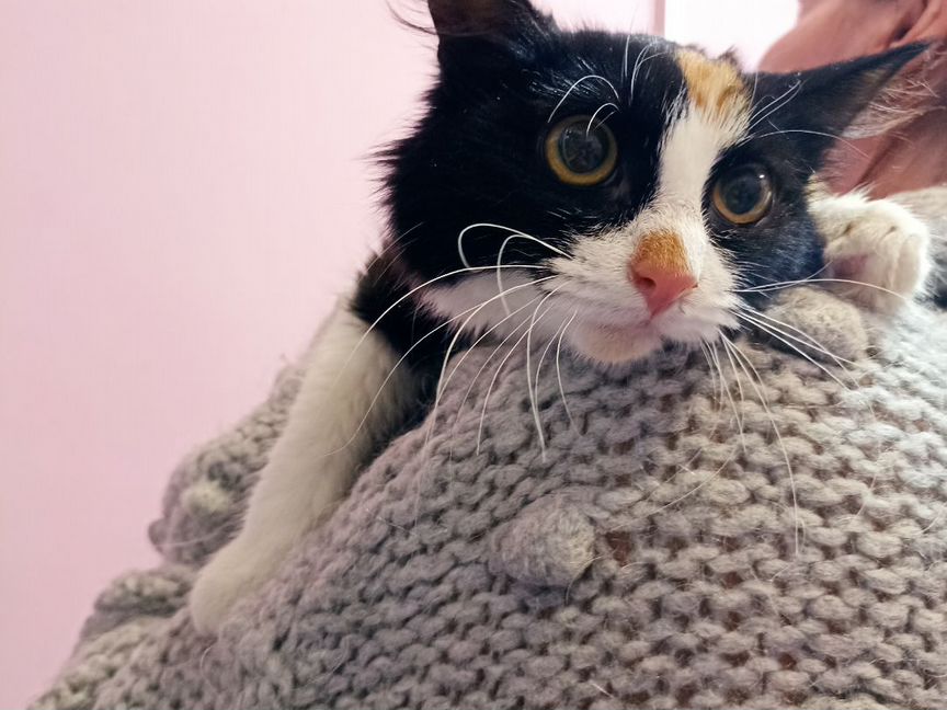 Котенок Тыковка 5 мес в добрые руки