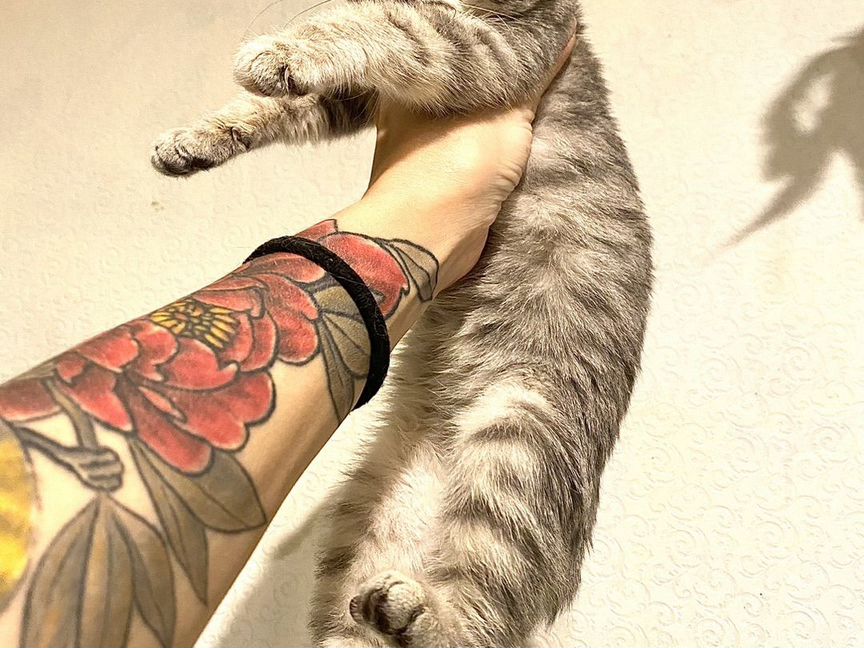 Котенок девочка