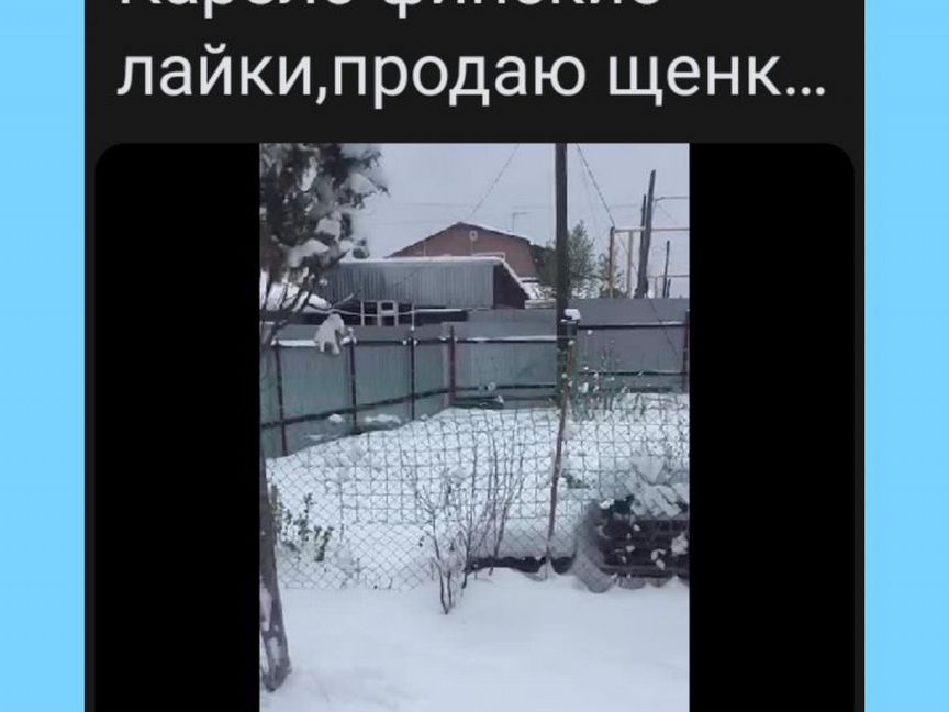 Карело финские лайки