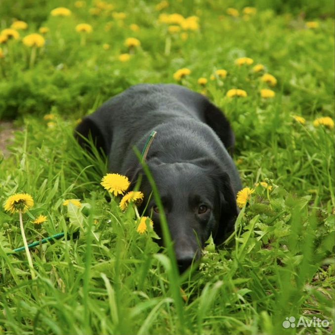 Крутой щенок