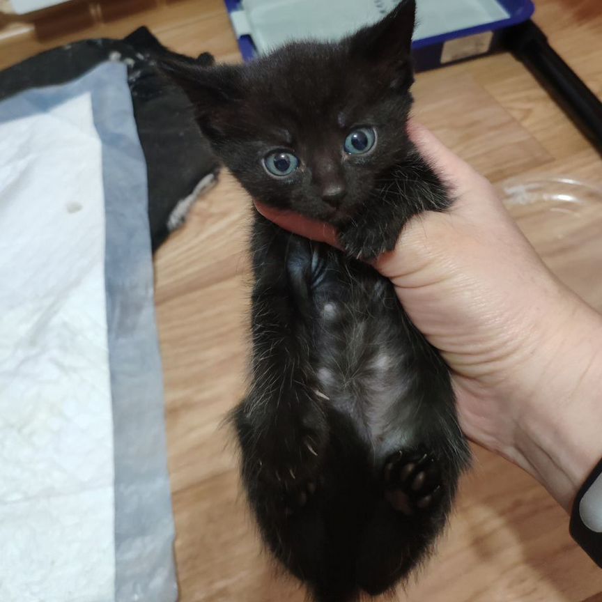 Сибирский котёнок