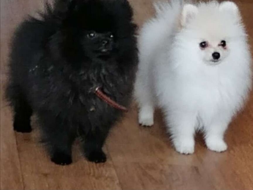 Немецкий шпиц вязка