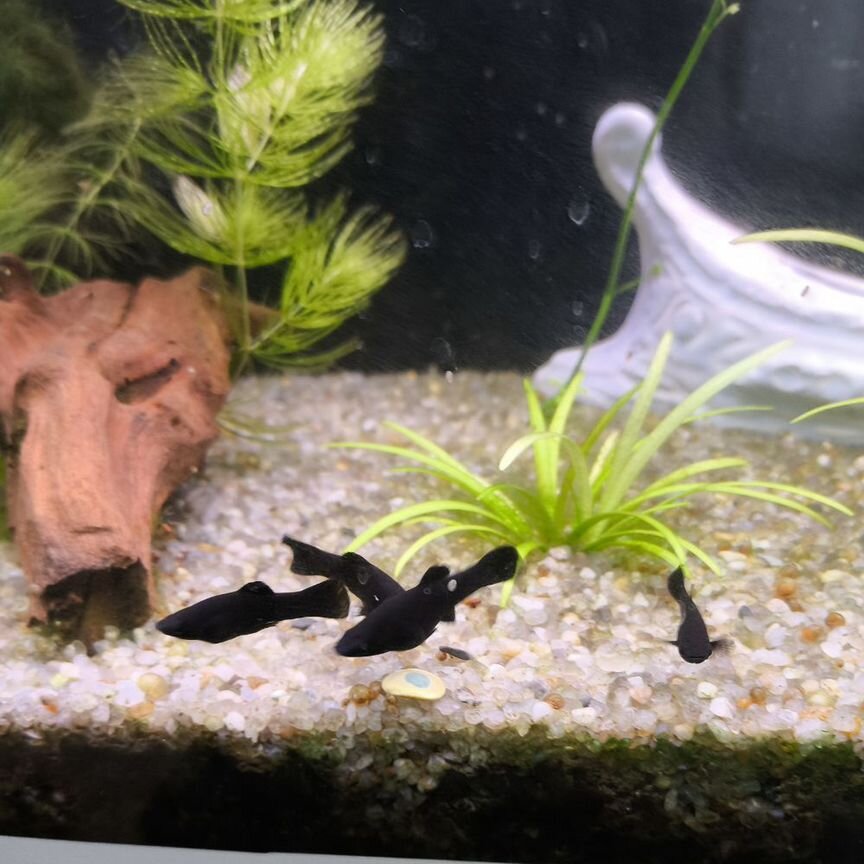 Молинезии черные