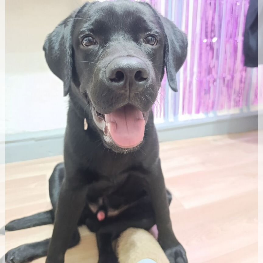 Лабрадор-ретривер, щенок