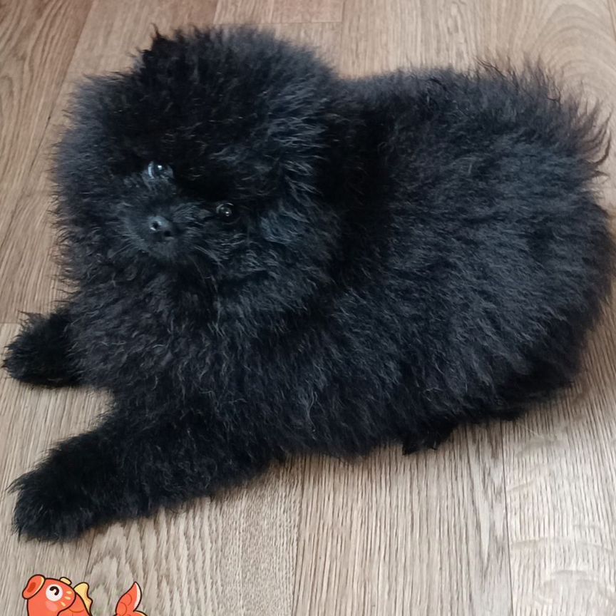 Шпице девочки