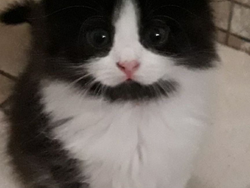 Котята, добрым людям