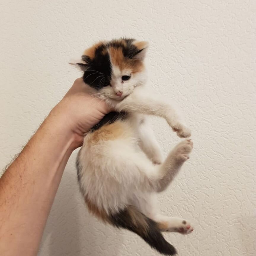 Котёнок девочка