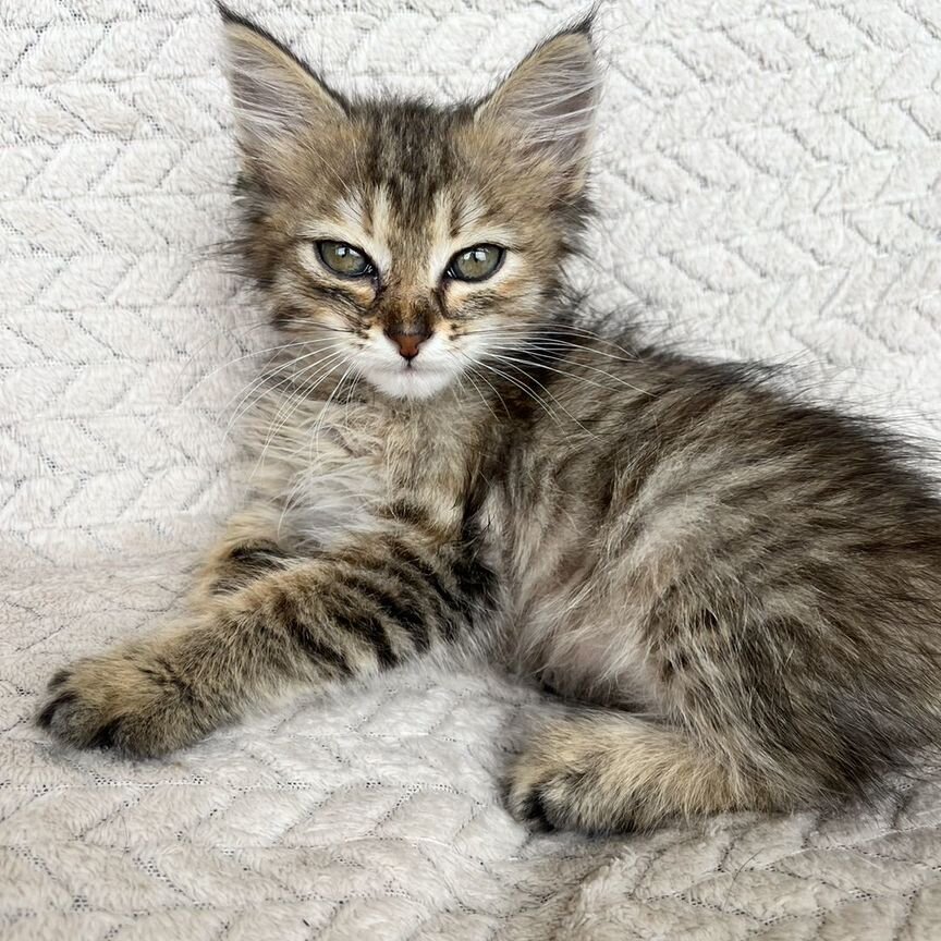 Котенок девочка в добрые руки