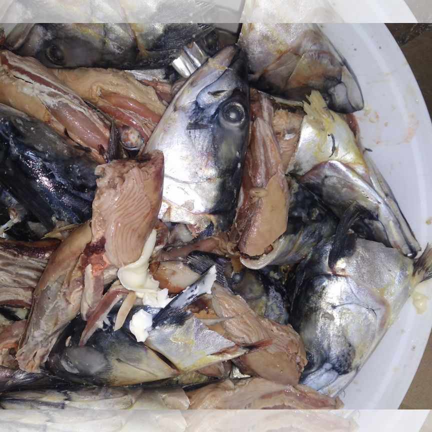 Рыбный отход