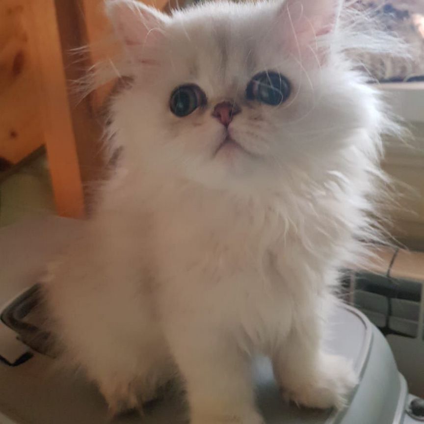 Персидские котята
