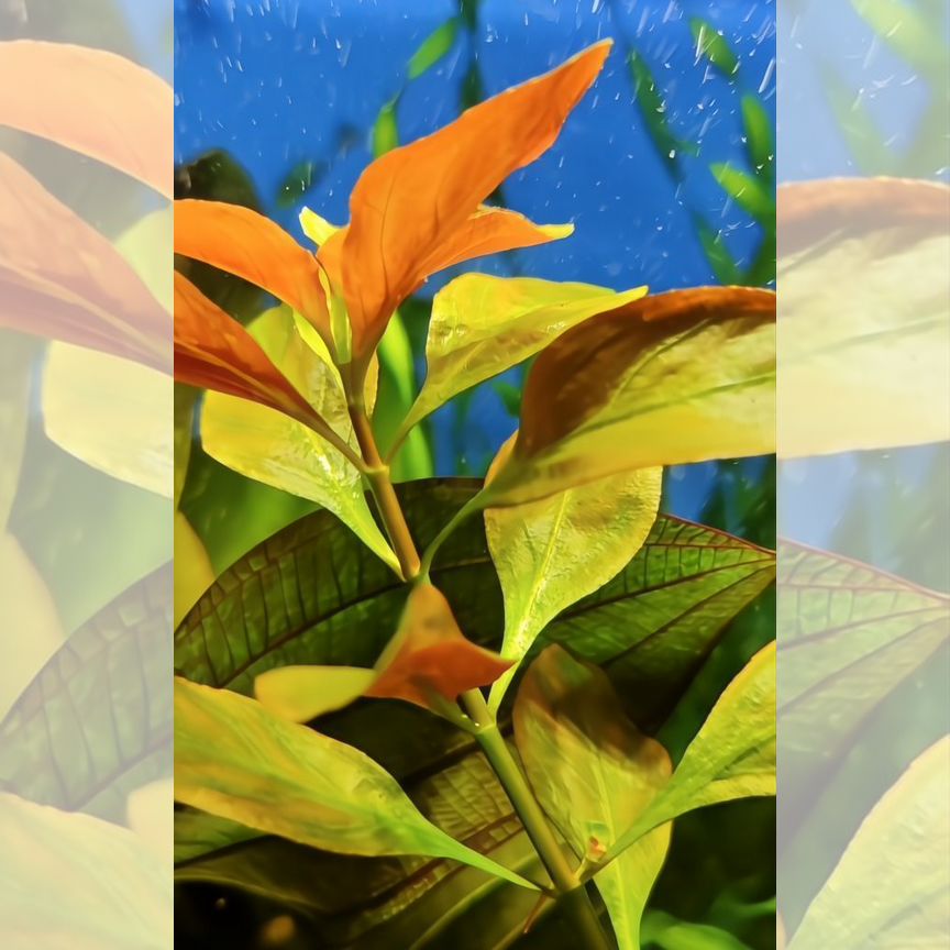 Аквариумные растения