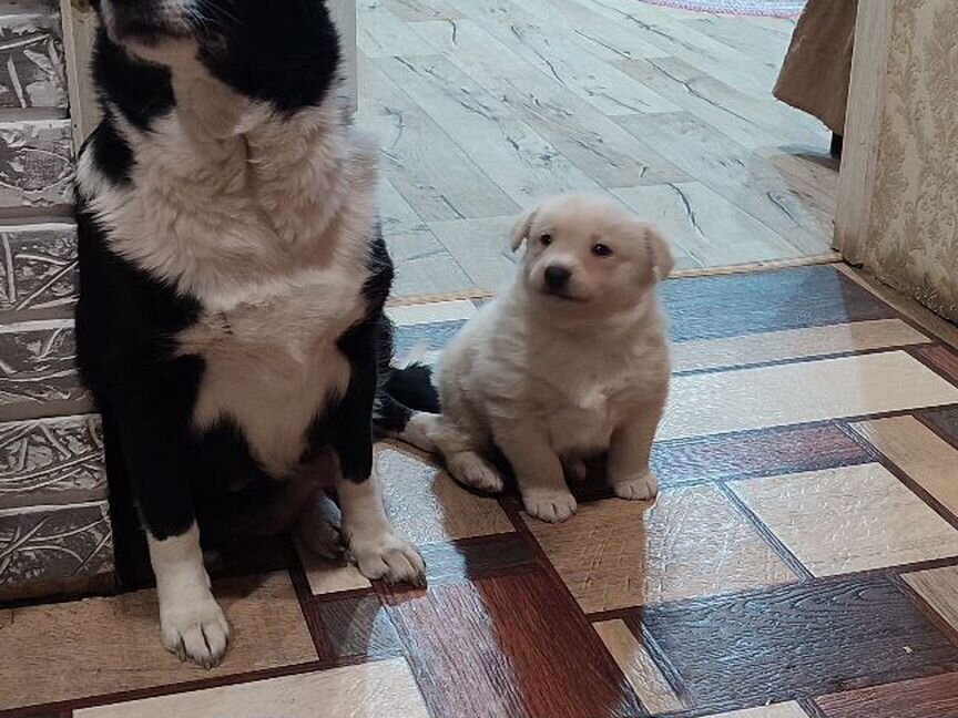 Маленькая собака в добрые руки