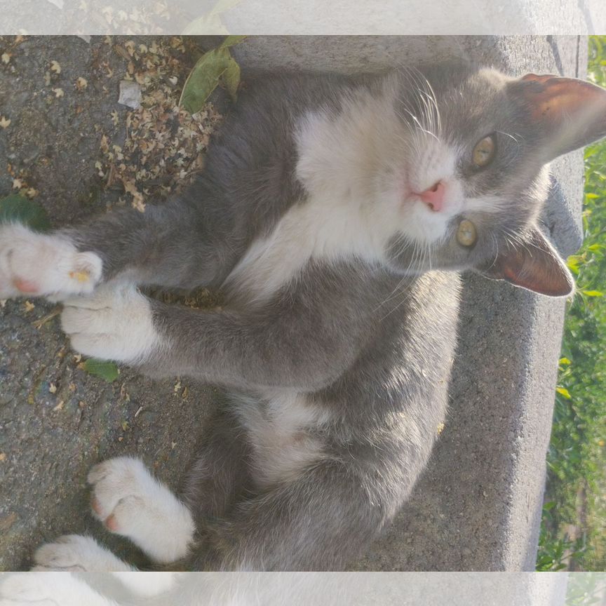 Котята отдаём в добрые уроки