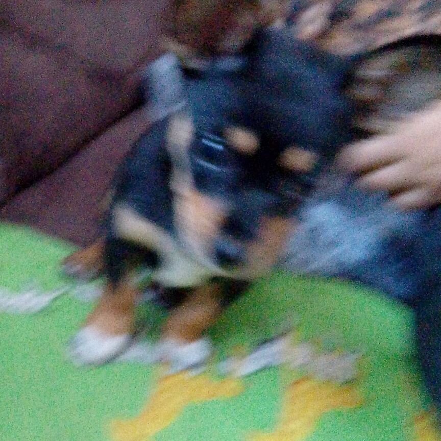 Дортерьер девочка