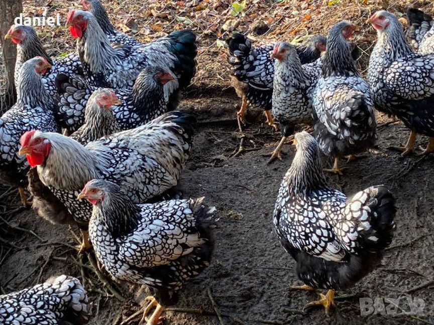 Петух виандот