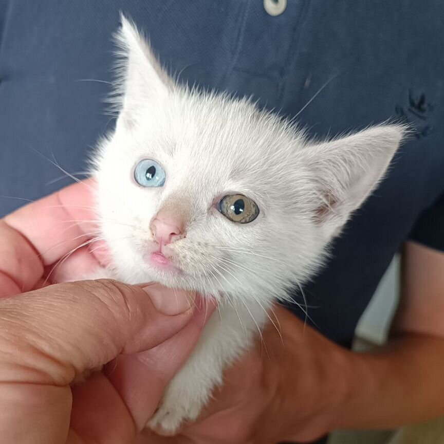 Котёнок от частного владельца