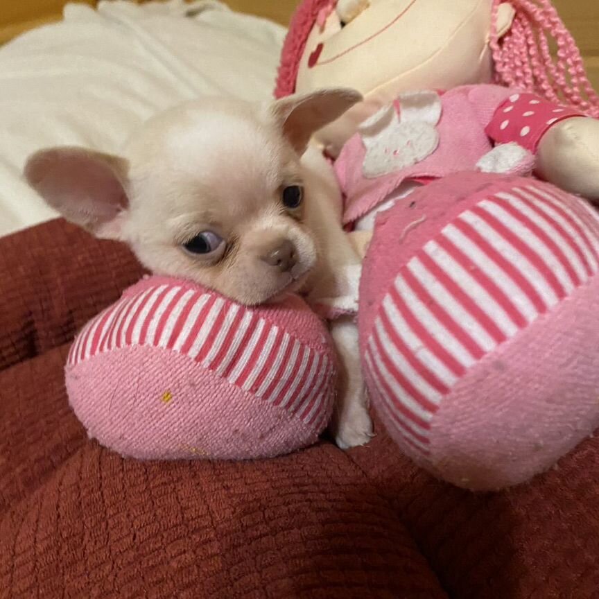 Чихуахуа мальчик